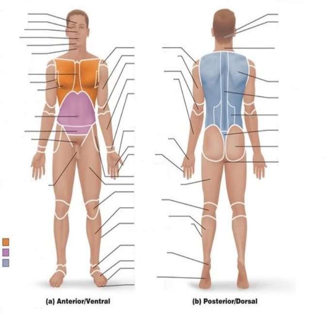 Definitions In Anatomy And Physiology Definitions In Anatomy And Physiology